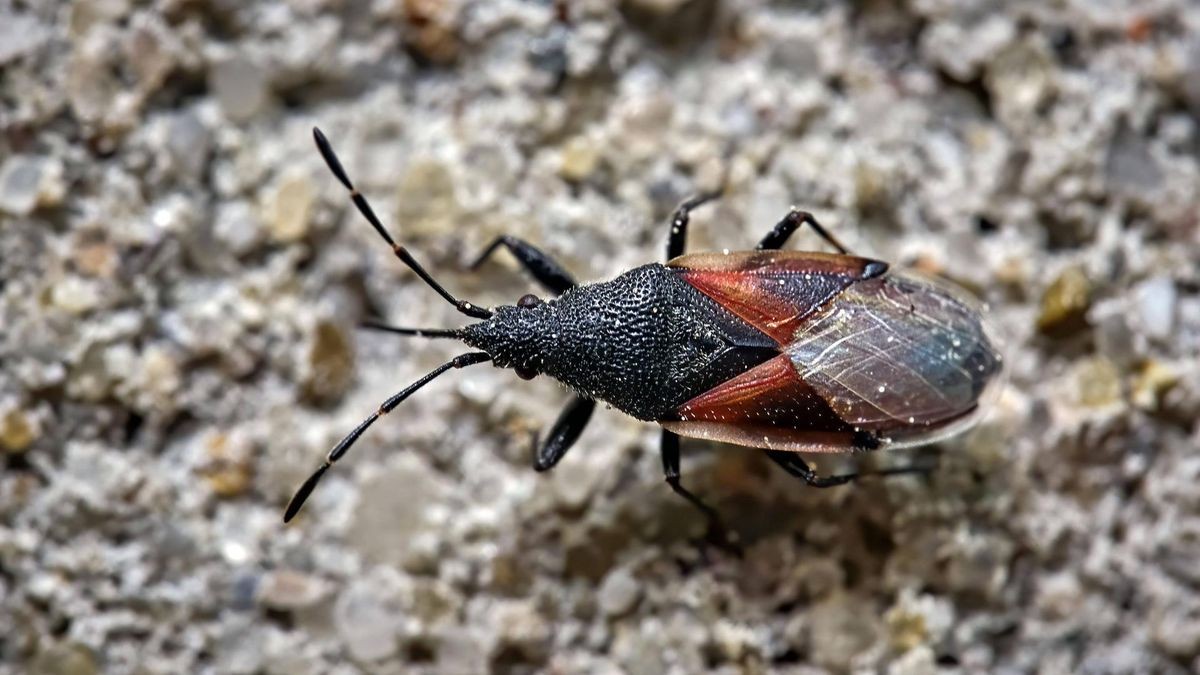 Invasion der Lindenwanze in Berlin: Was Sie tun können