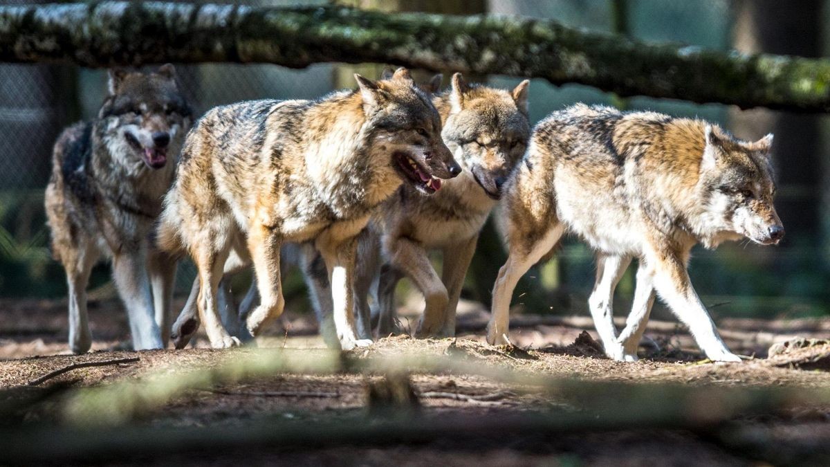 Video: Wolfsrudel taucht am helllichten Tag bei Wolfsburg auf