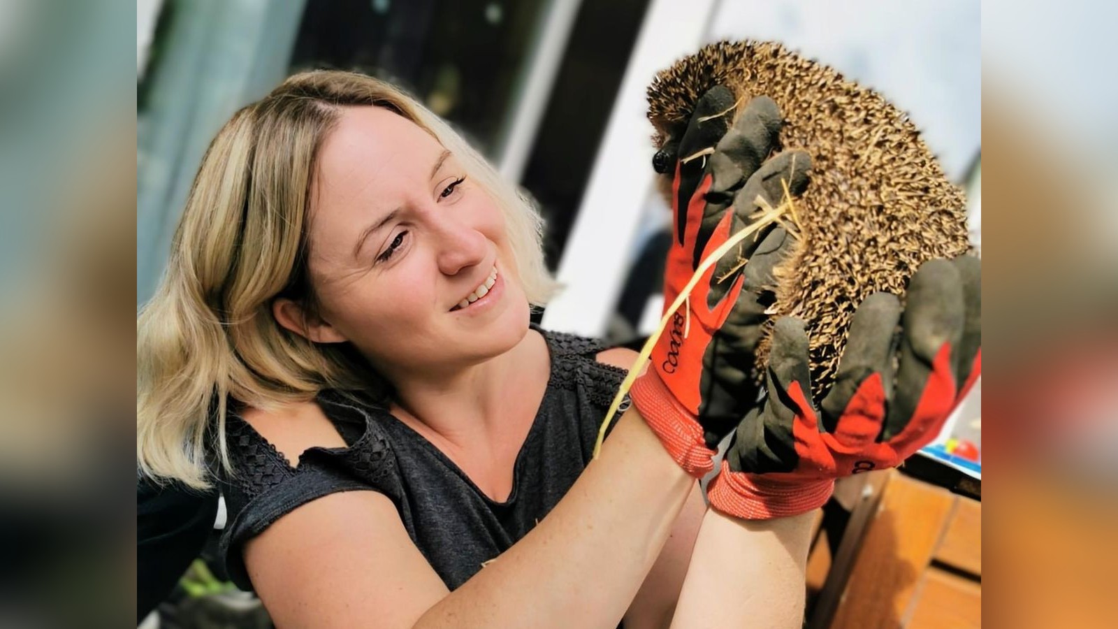 Gehacktes hilft: So kommen geschwächte Igel über den Winter