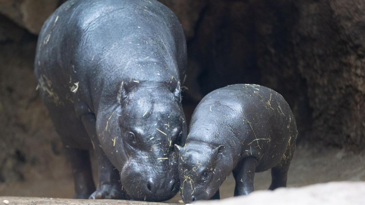 Berlin: Fußball von süßem Hippo-Mädchen? Zoo versteigert seine Sachen