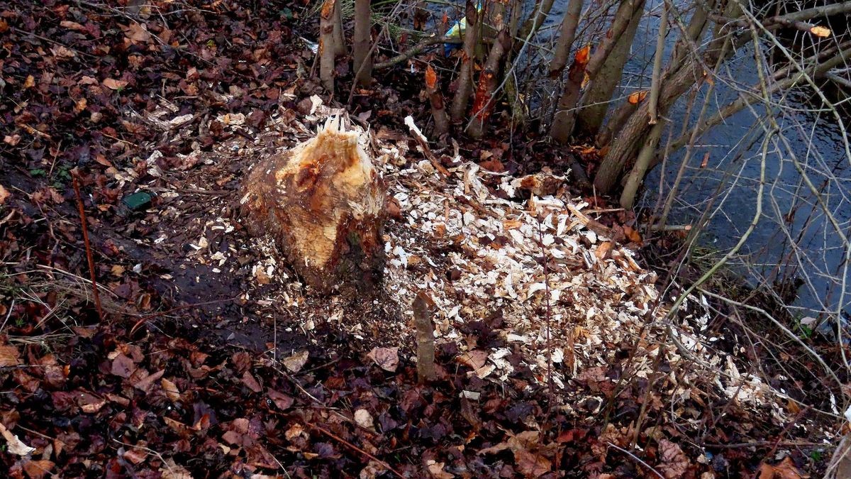 Baum auf Autos in Apolda gefällt: Schuld war doch kein Nutria