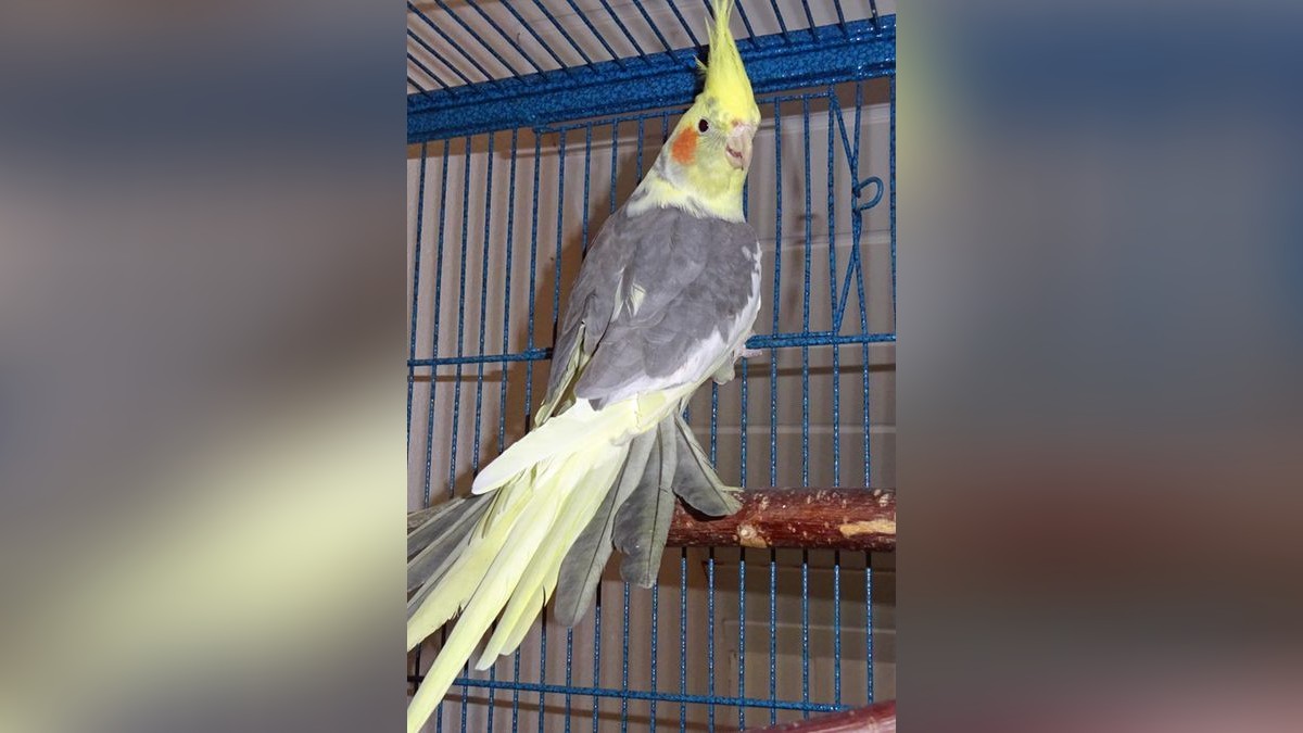 Vogel in Bottrop entflogen: Wem gehört der Nymphensittich?