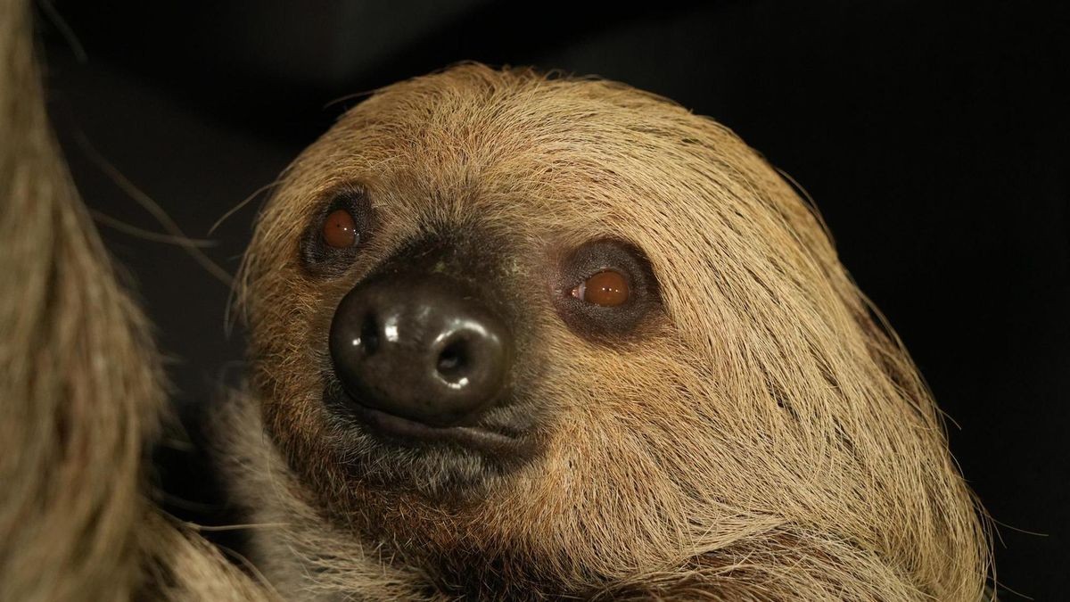 Neuzugang: Faultier Frieda zieht in den Tiergarten Kleve ein