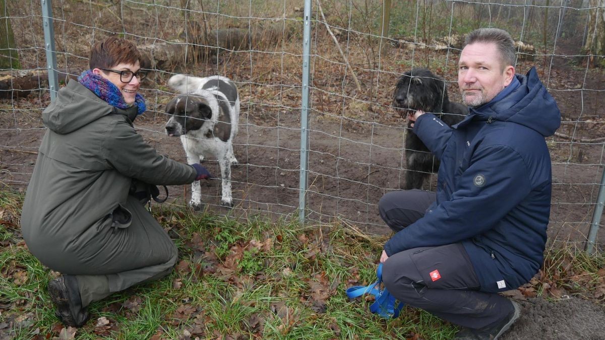 Cop für alle Felle: Dieser Polizist hat ein Herz für Rolli-Hunde