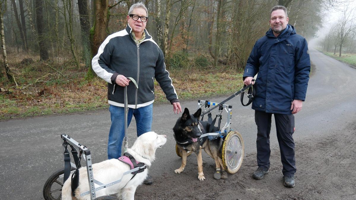 Cop für alle Felle: Dieser Polizist hat ein Herz für Rolli-Hunde