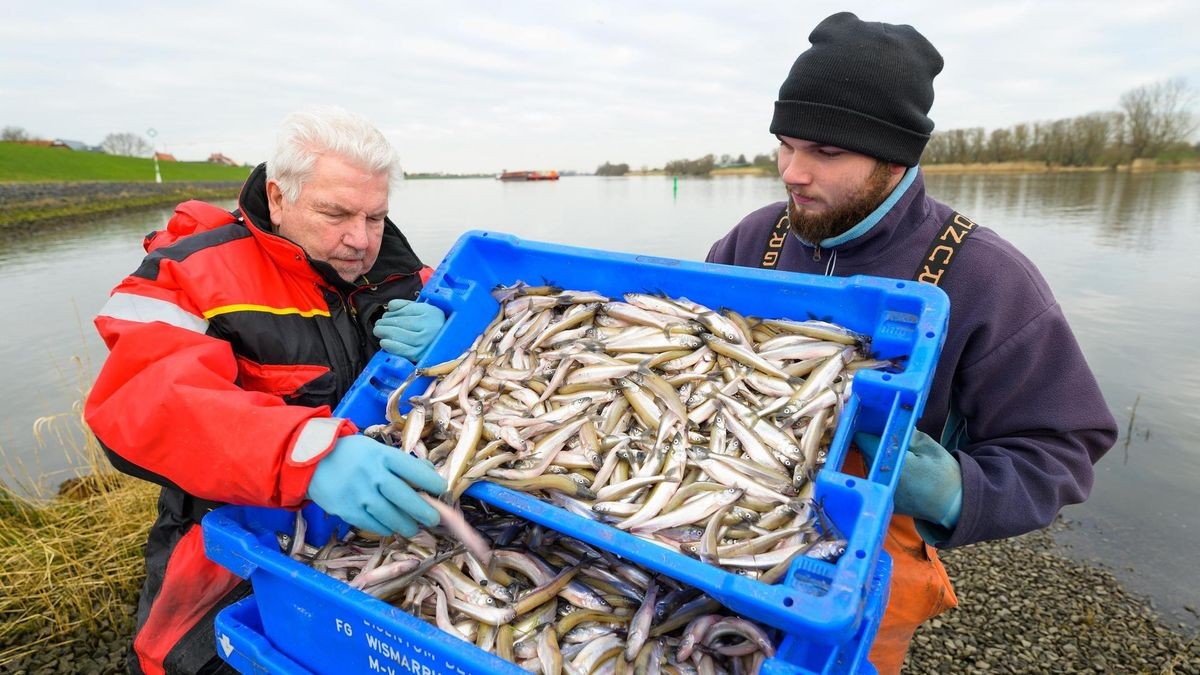 Stint essen bei Hamburg: Welche Restaurants den Fisch jetzt noch servieren