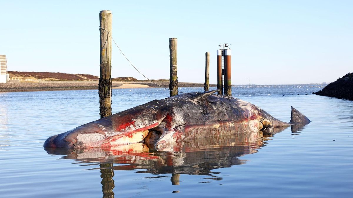 Sylt: Toter Pottwal wird am Strand von Hörnum mit Kettensägen zerlegt