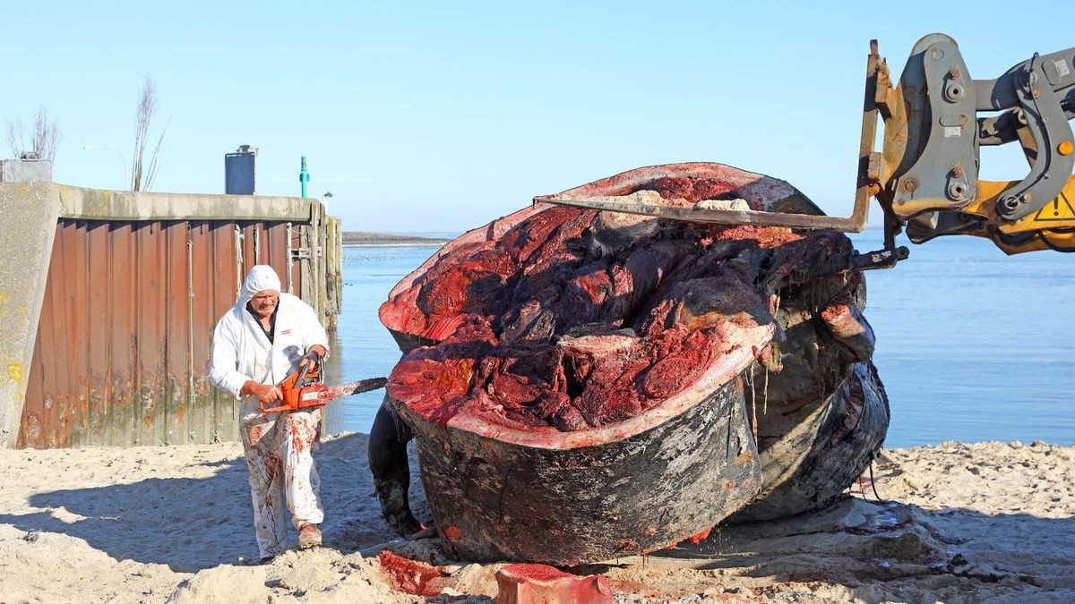 Sylt: Toter Pottwal wird am Strand von Hörnum mit Kettensägen zerlegt