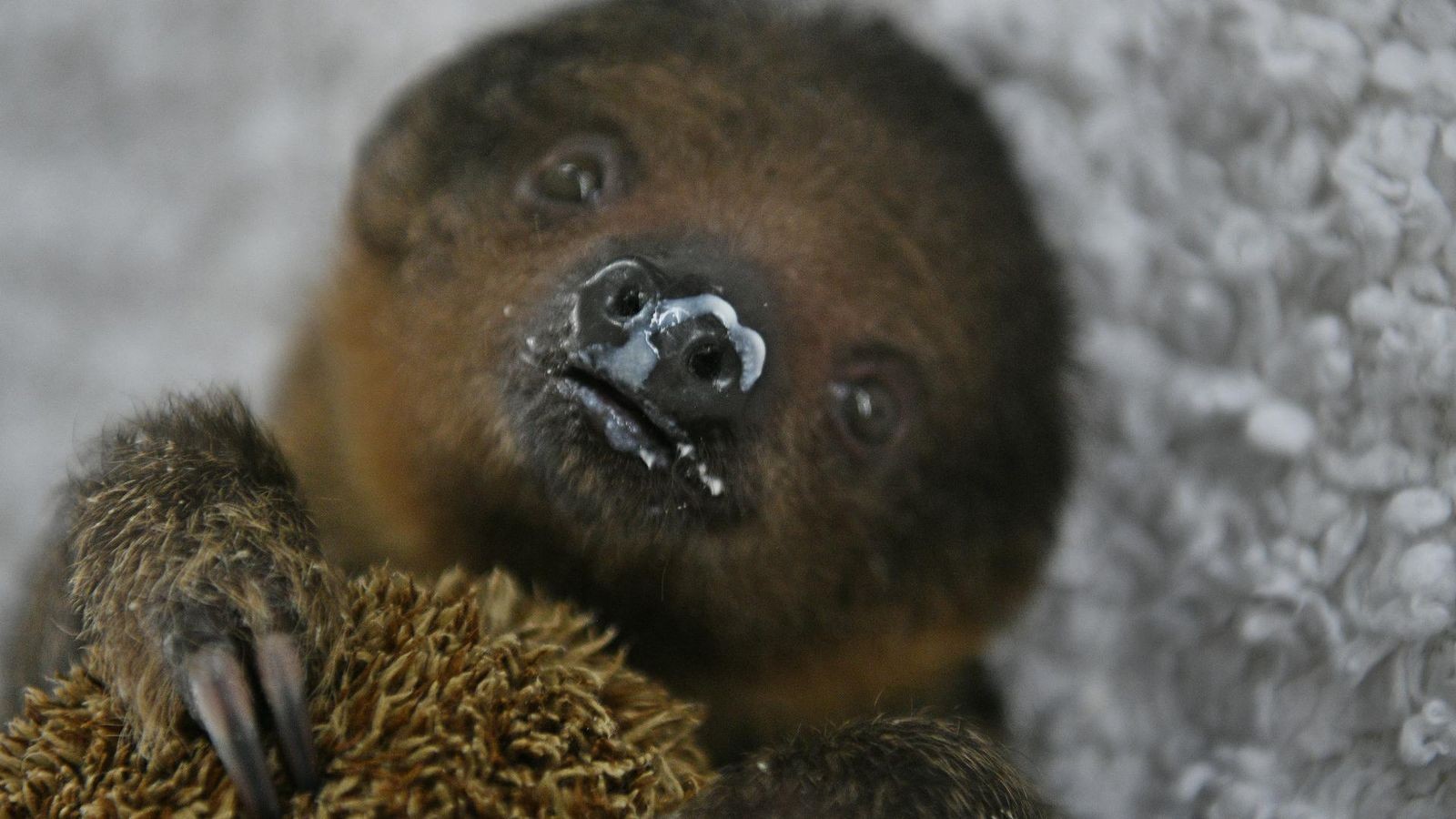 Zoo Zajac: Wo ist Faultier Fridolin? Was neue Details verraten