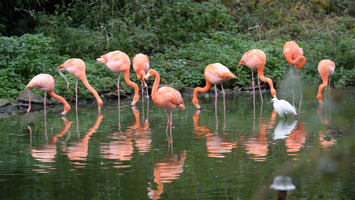 Grugapark in Essen: Sommersaison läuft – das sind die Infos