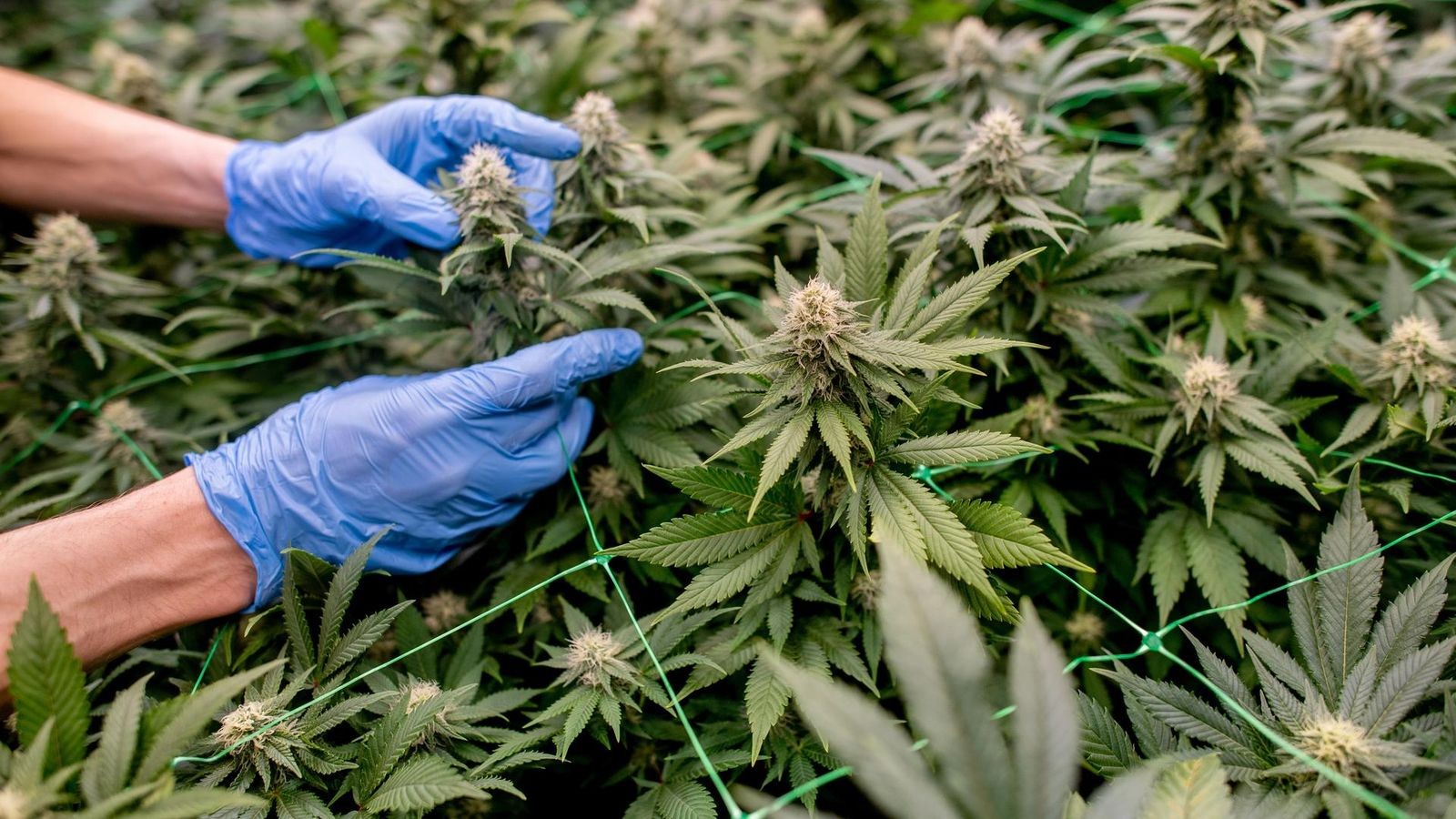 Ärger um Gras-Anbau: Düsseldorfer Cannabis-Clubs sauer - "kann schon ...