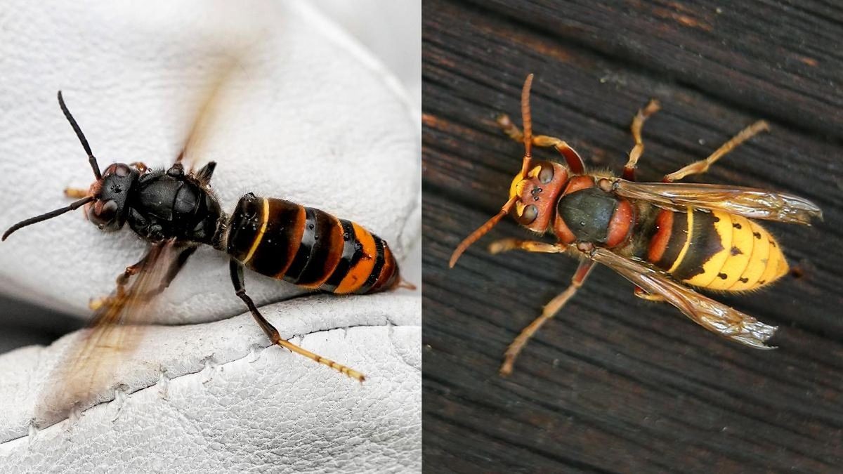 Asiatische Hornisse: Was zu tun ist, wenn man ein Nest entdeckt