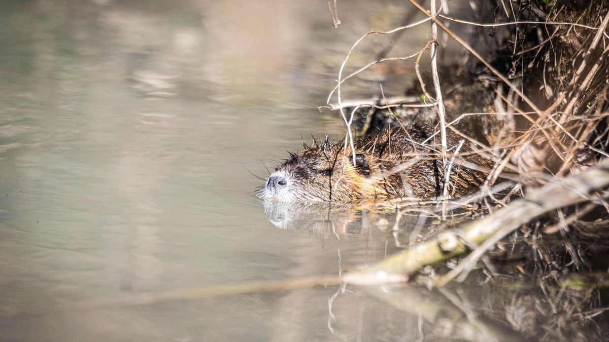 Nutrias in Menden: Oeseteiche nahezu perfekter Lebensraum
