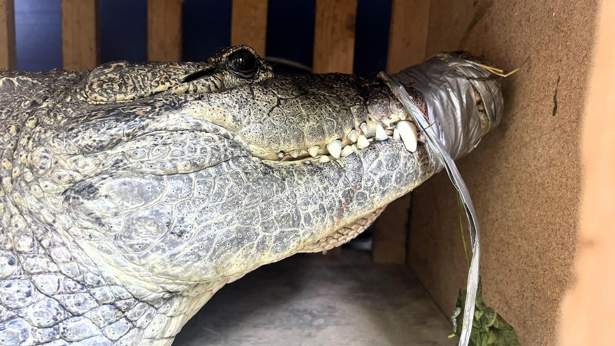 Krokodil und Giftschlangen in einer Gartensiedlung in Nordhausen: Amt ...