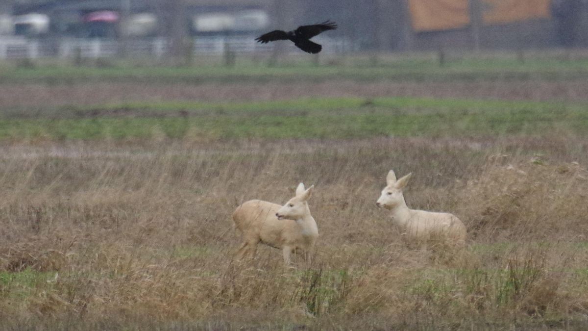 Scheu und sehr, sehr selten: Weißes Reh grast in Billwerder