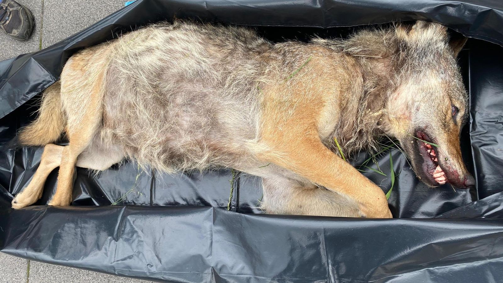 Wolf im Eichsfeld: Ein Video, ein Unfall und ein totes Tier