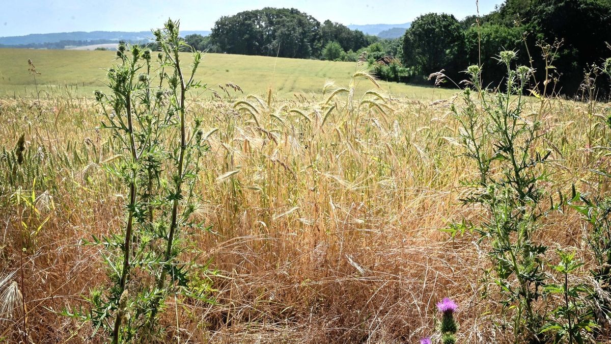 Ein neuer alter Bürgermeister und der Eklat um seine Stellvertreter