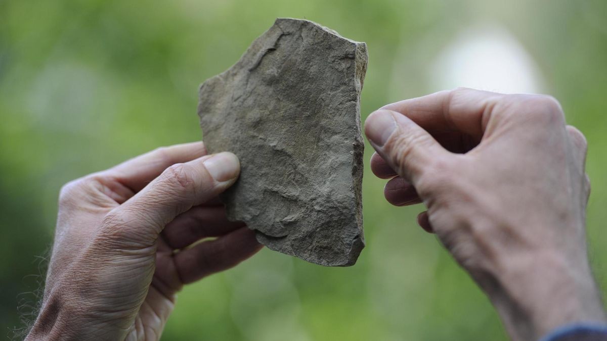 Spuren von Sauriern und fossile Pflanzenreste im Thüringer Wald entdeckt