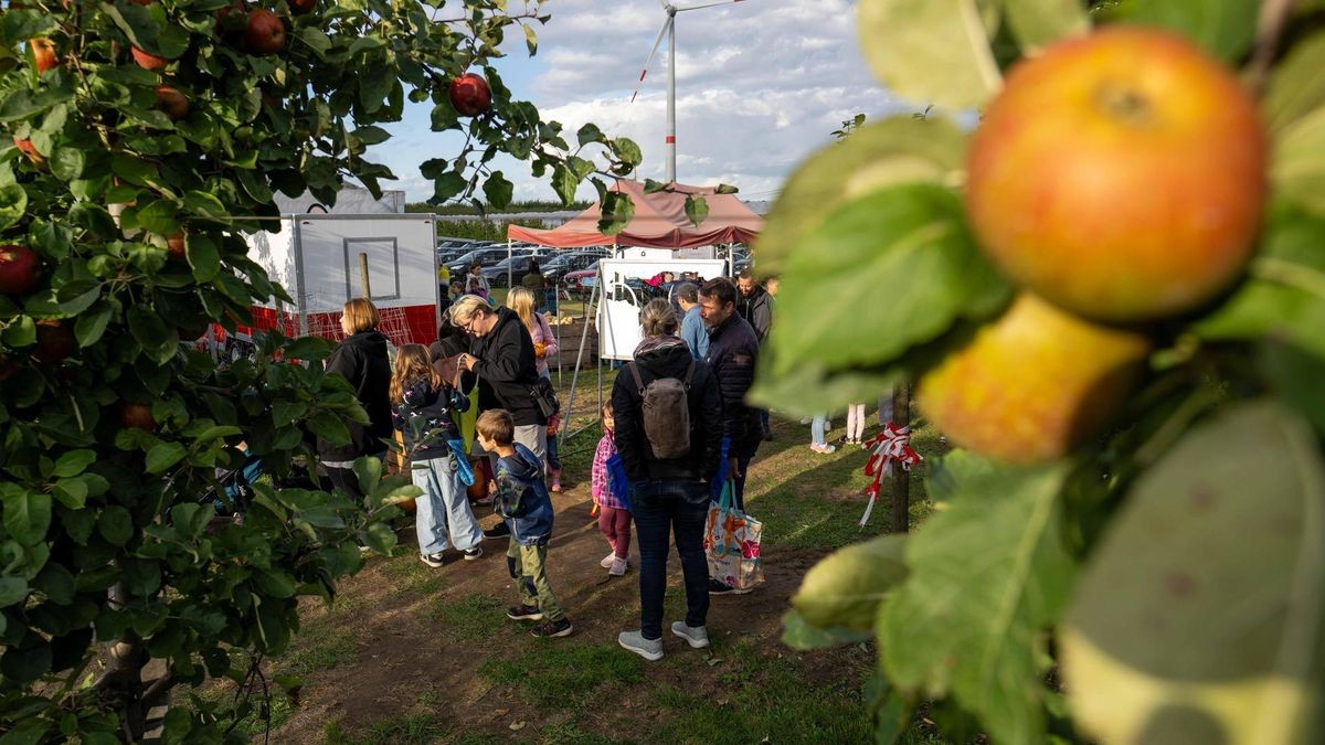 Mondschein-Pflücken auf Hof Umberg: Die 56 schönsten Bilder
