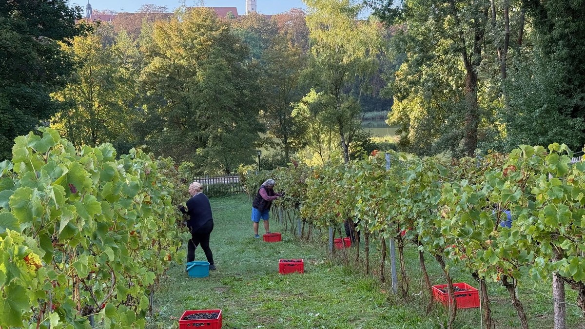 Weinlese im Kreis Sömmerda: Von diesem edlen Tropfen gibt es nur 120 ...
