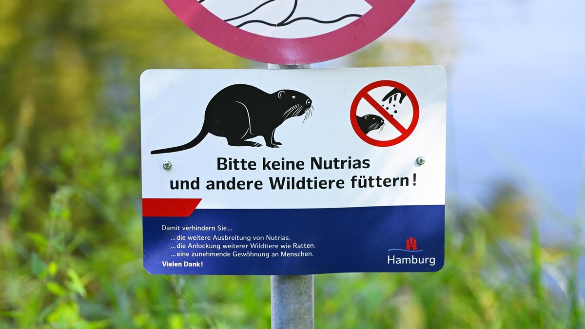 Abschussliste: Jäger im Kreis Pinneberg wollen diesen vier Tierarten ...