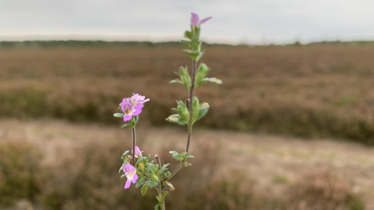 Wie ich auf einer Wanderung die dunkle Seite der Lüneburger Heide erkundete