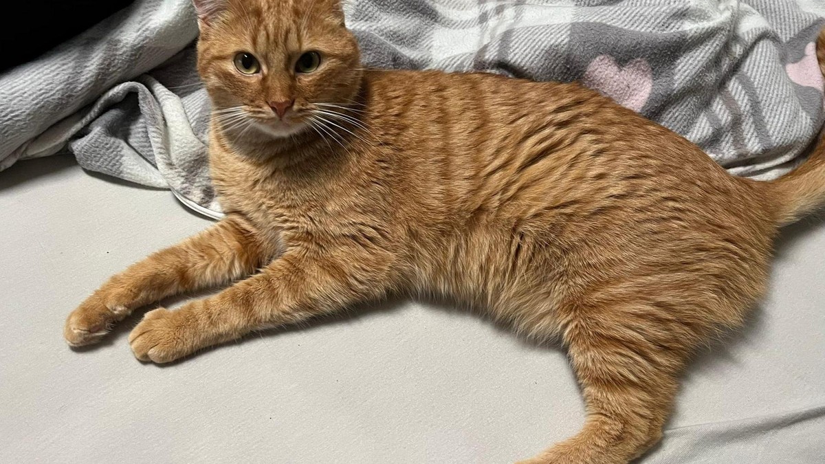 Nachbarn drohten mit Vergiftung: Besitzerin gibt Kater Max ab