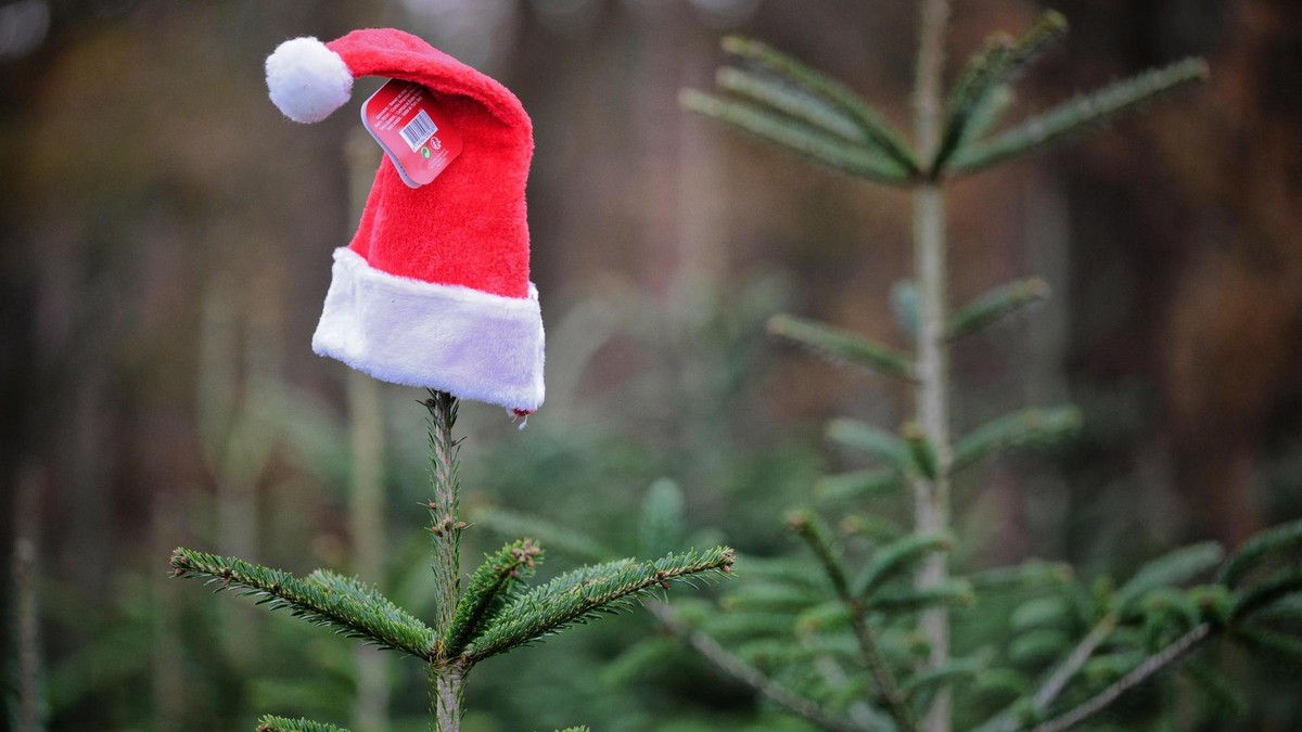 Weihnachten in Emmerich und Rees: Hier kommt der große Tannenbaum-Check