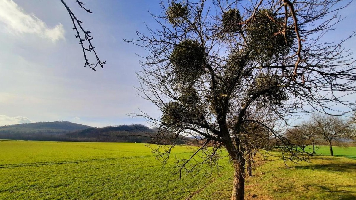 Niedersachsen: Nachrichten, Hintergründe, Interviews
