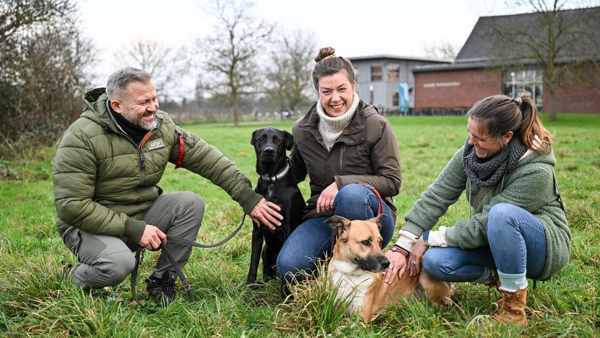 Böller, Raketen, Angst – Was Hunden an Silvester hilft