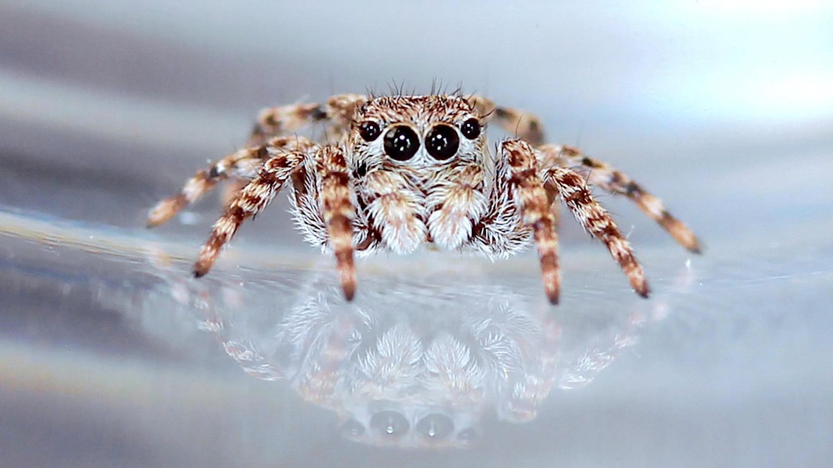 Erfurts schönste Naturfotos: Riesige Spinnen, filigrane Fühler und Flügel