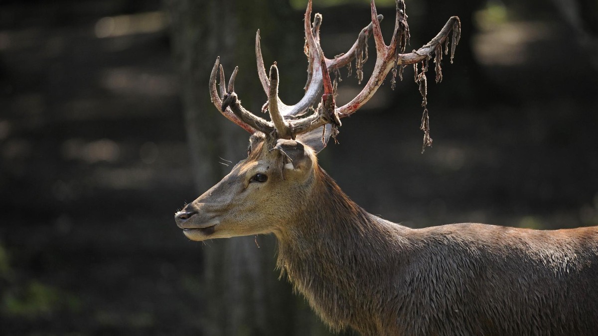 König des Waldes – wider Willen