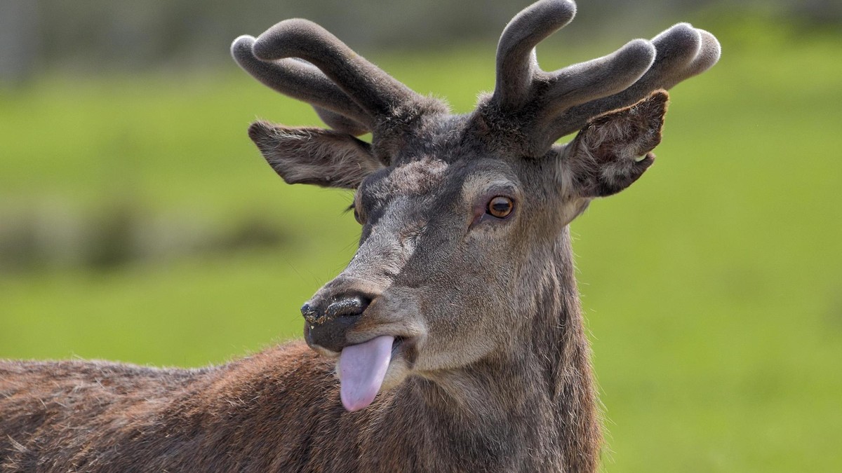 König des Waldes – wider Willen