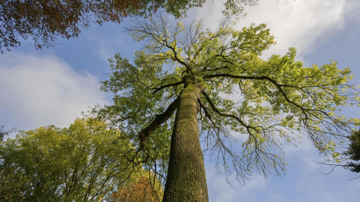 Hamburg akut betroffen: Krankheit bedroht Baumart in „ganz Mitteleuropa“