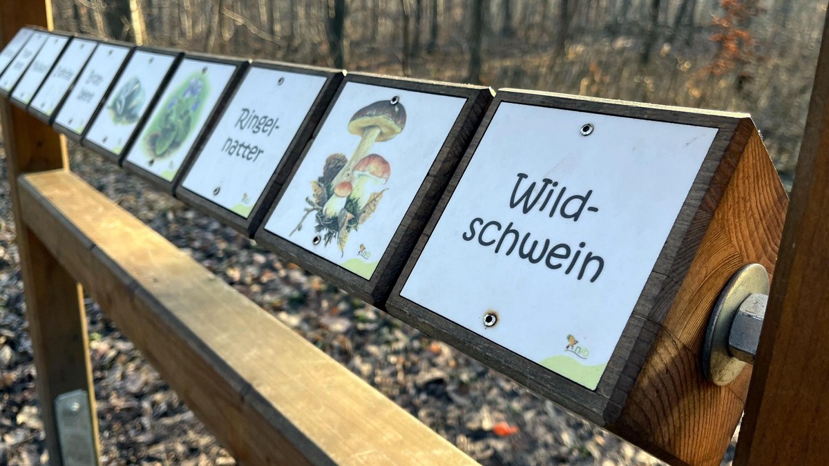 Erfurter Stadtwald: Alle lieben den Steiger – und meckern