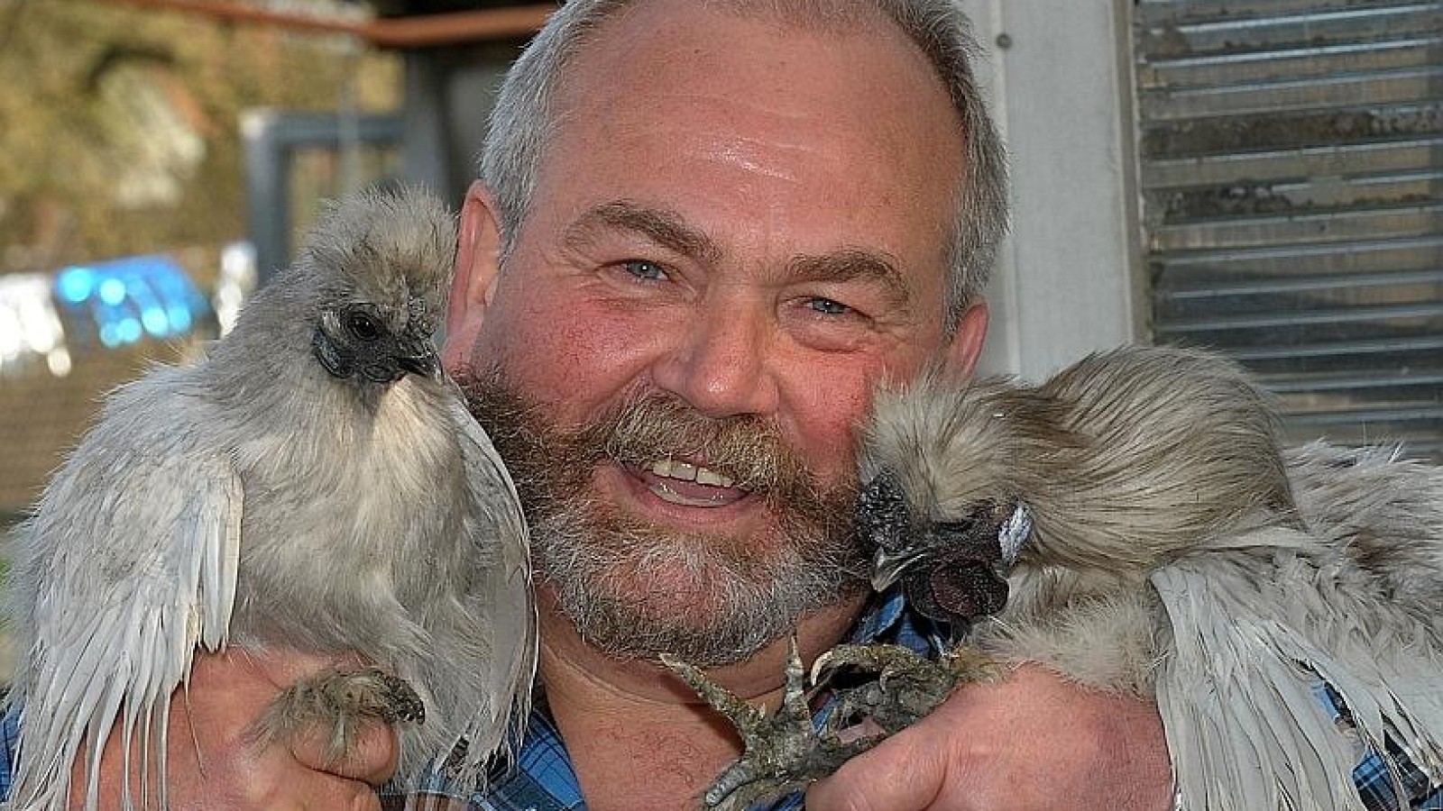 Werdener Seidenhühner - Wie aus dem Ei gepellt