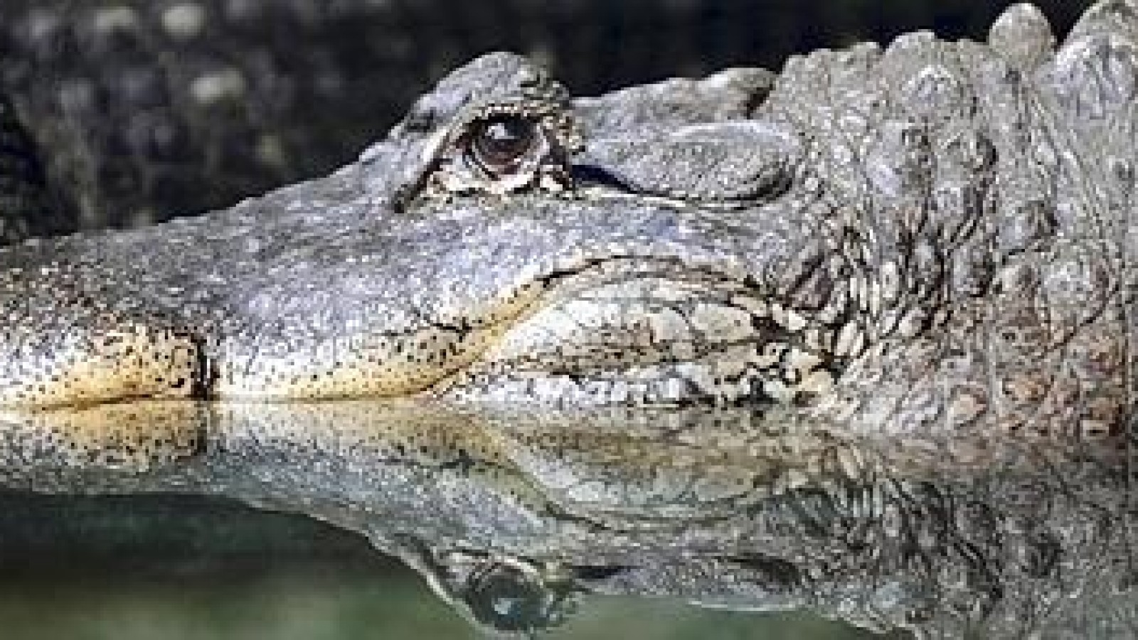 Zu Besuch bei Alligator „Captain Crunch“