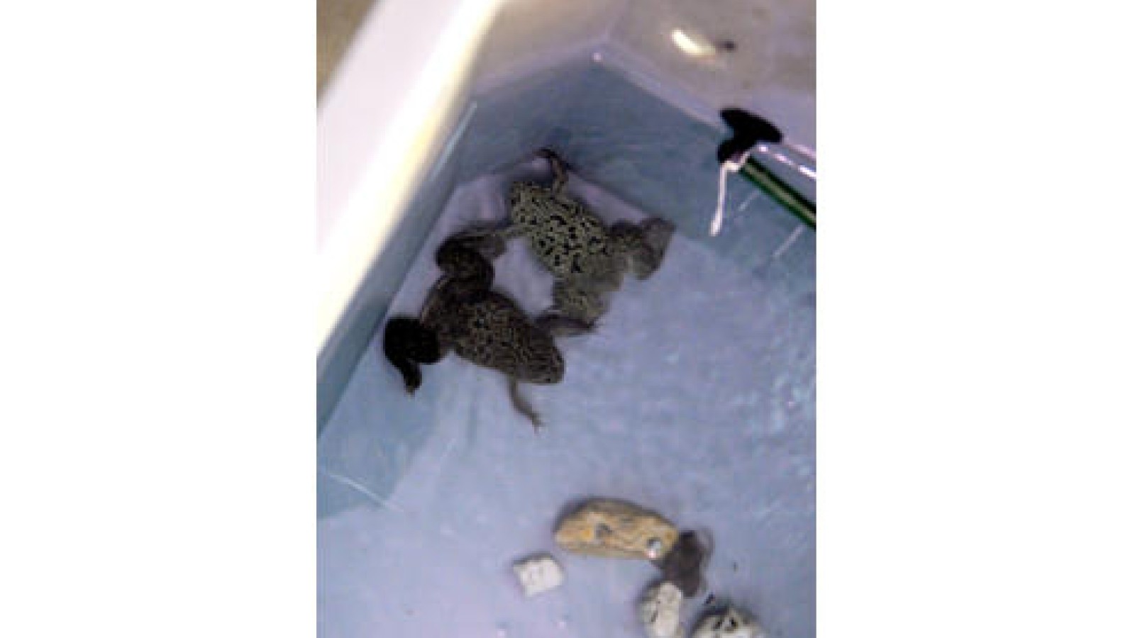 Froscheier zum Forschen