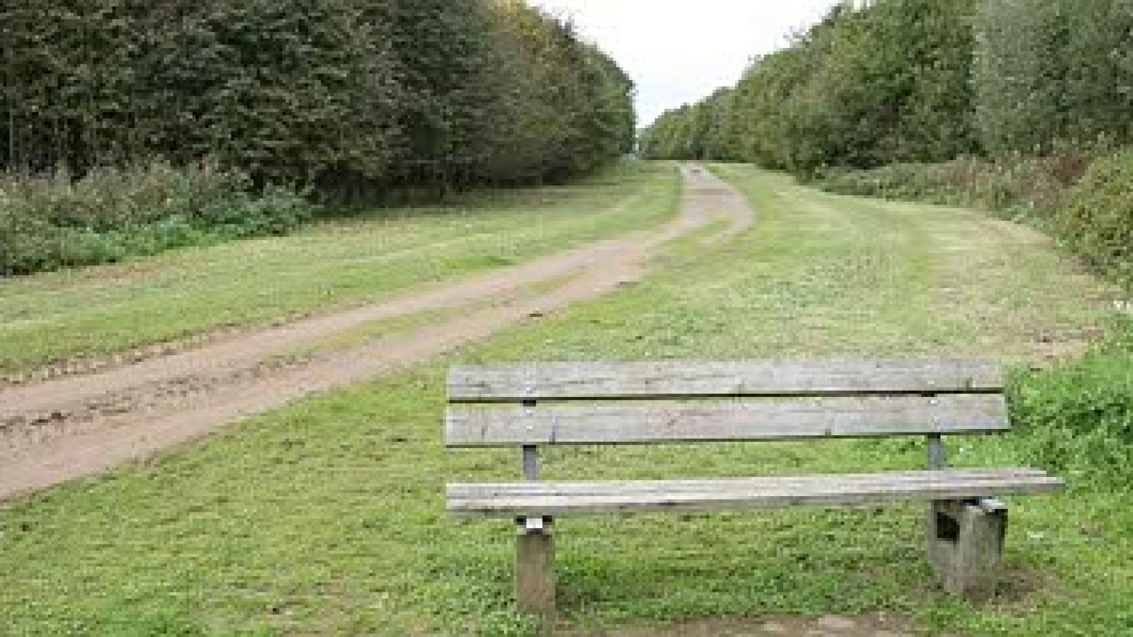 Der Wald wächst, die Tradition stirbt