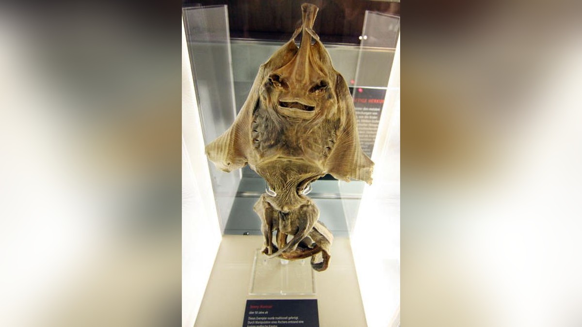 Drachenschlund und Yeti-Keule im Neanderthal Museum