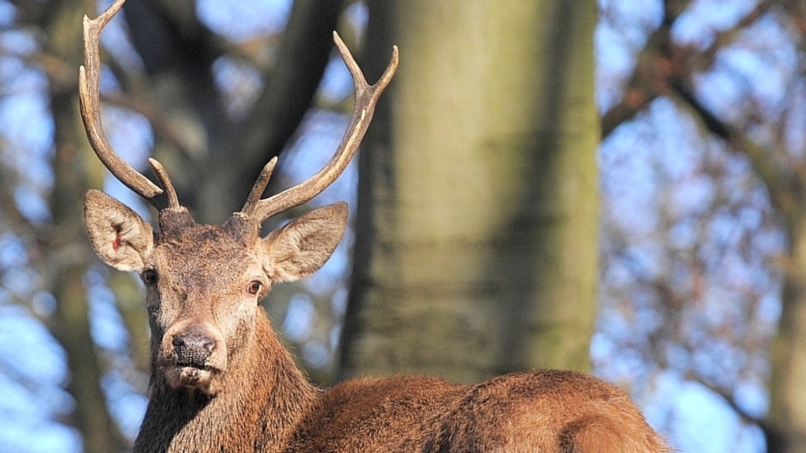 Hirsch aus Gehege am Hohenstein ausgebüxt