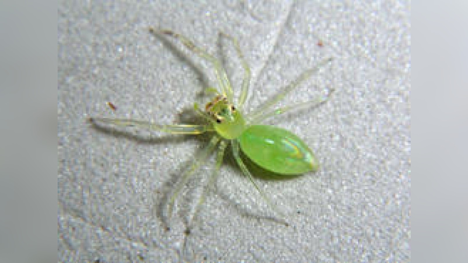 Fünfzig neue Tierarten entdeckt