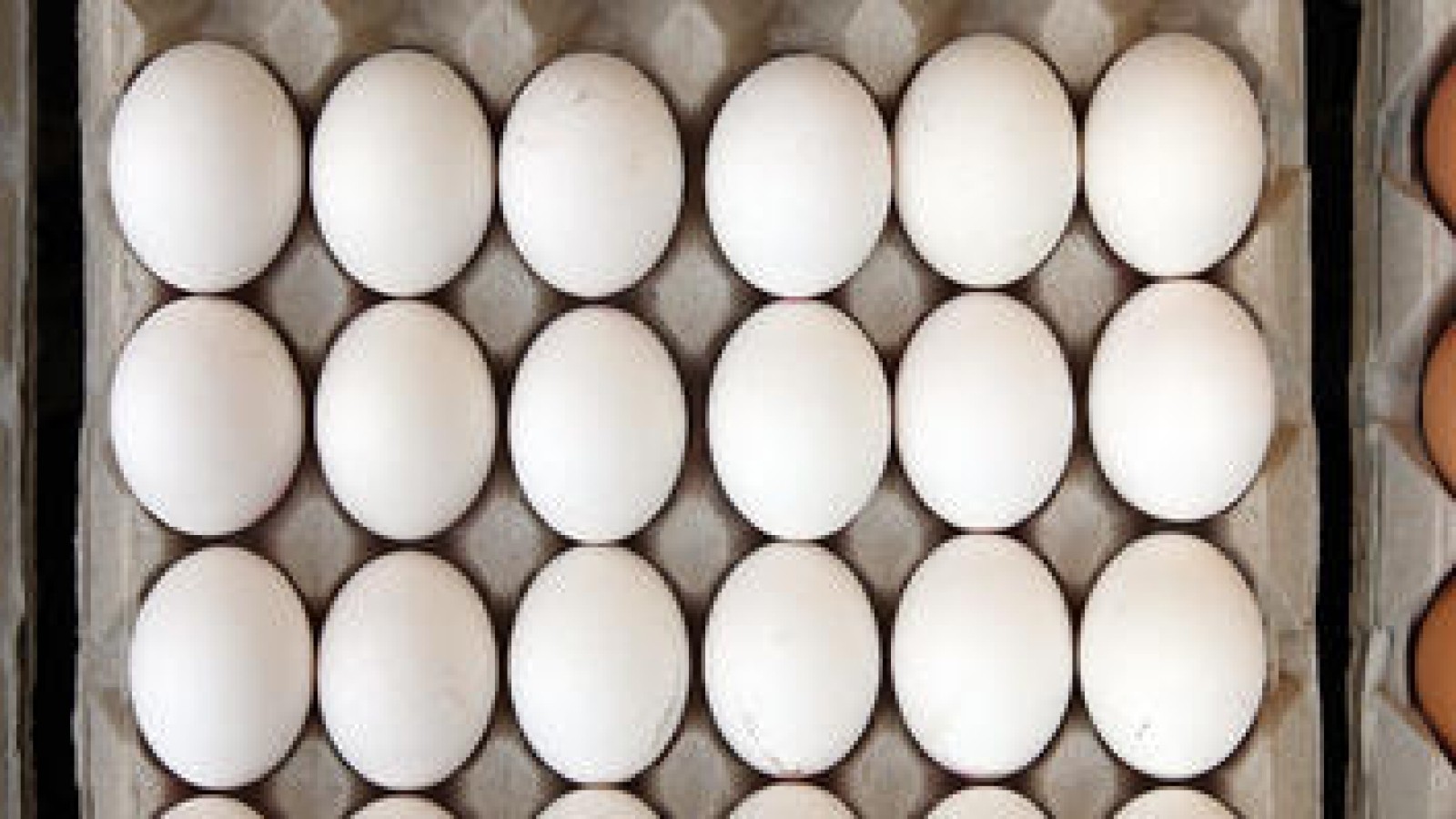 Groß, größer, Gänse-Ei