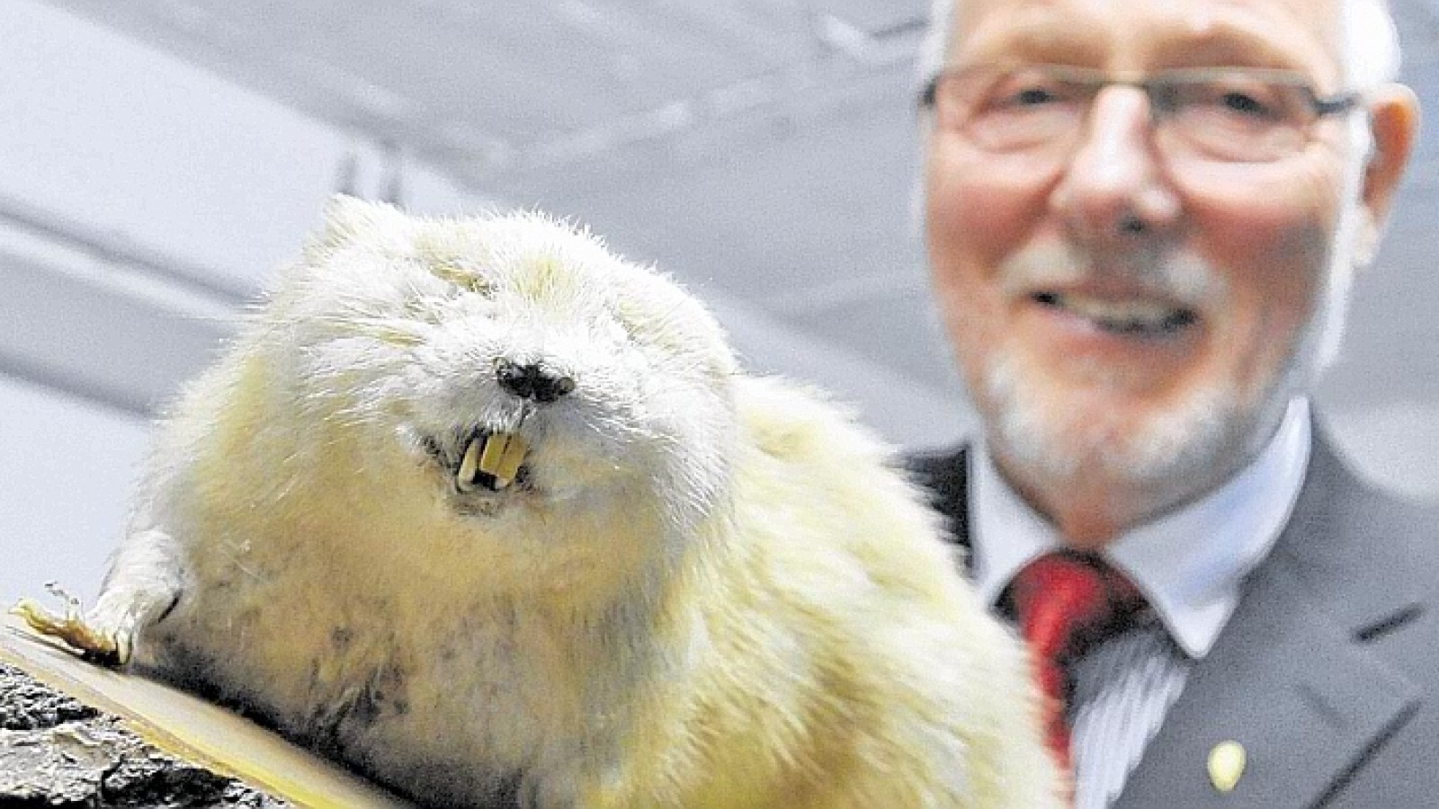 als Ratten die Stadt überfielen