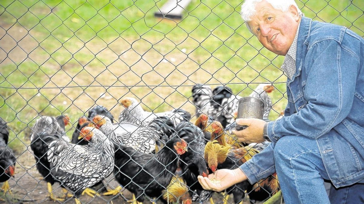 Da gackern die Hühner