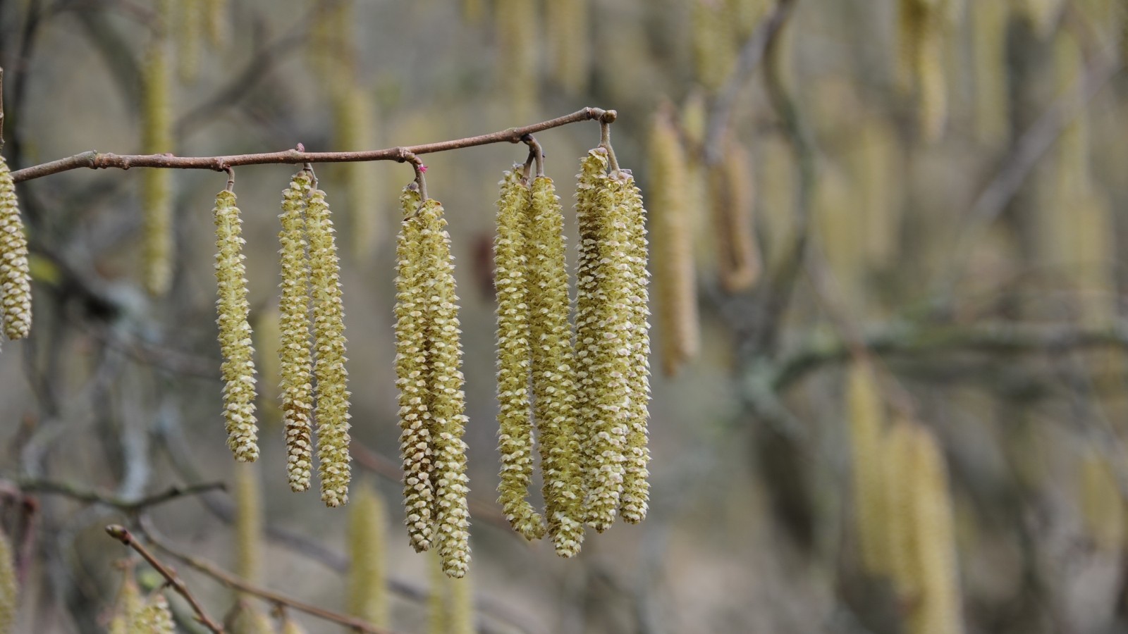 Erste Hasel- und Erlenpollen quälen bereits jetzt Pollenallergiker