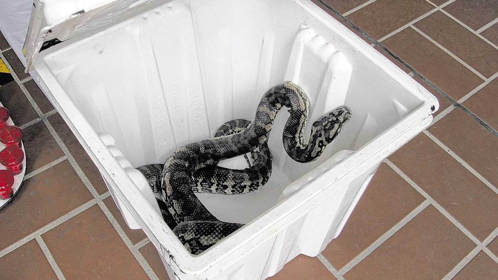 Zwei Meter lange Python-Schlange entdeckt