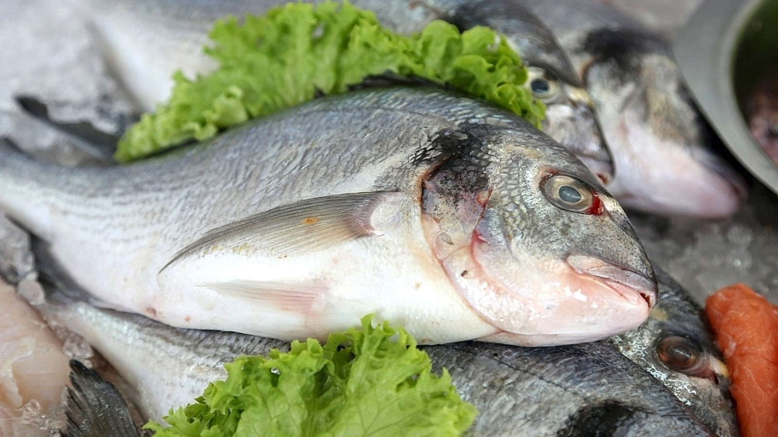 Fisch von der holländischen Küste