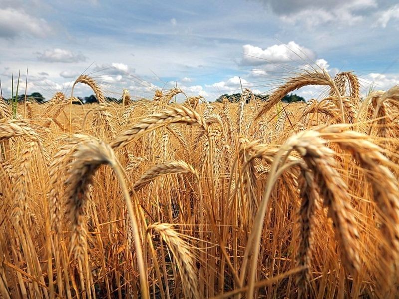 Unsere Getreidearten im Überblick - Fotostrecke