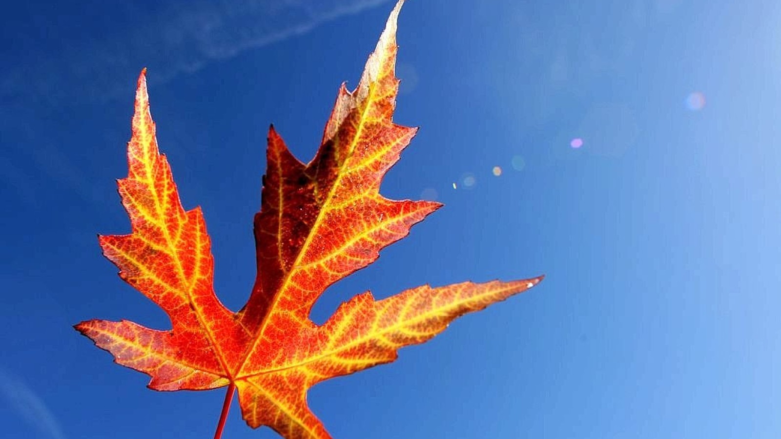 Zu welchem Baum gehört das Blatt?